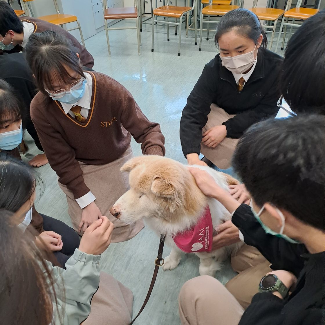 S4 One Student One Community Service_ Animal Service – STGSS