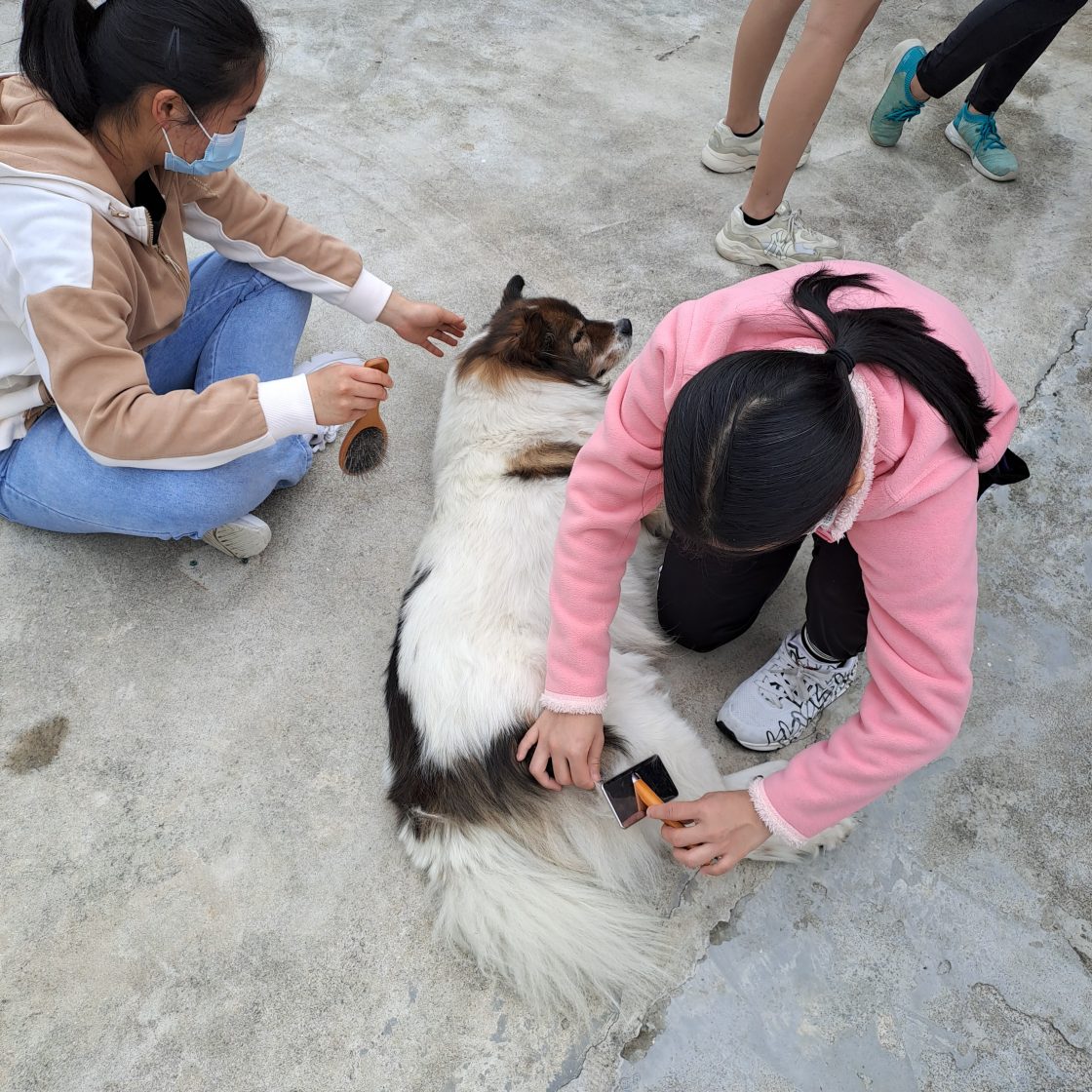 S4 One Student One Community Service_ Animal Service – STGSS